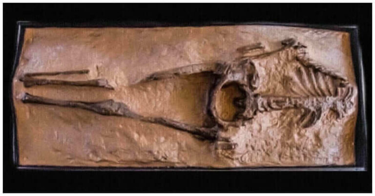 The Guadeloupe Woman: Is it a 15th century or 28 Million Year Old Skeleton?