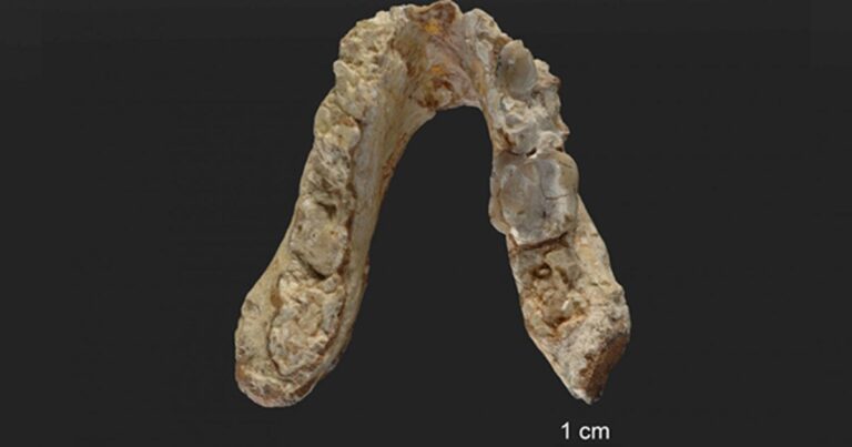 First Human Ancestor Came from Europe Not Africa, 7.2 million-year-old ...